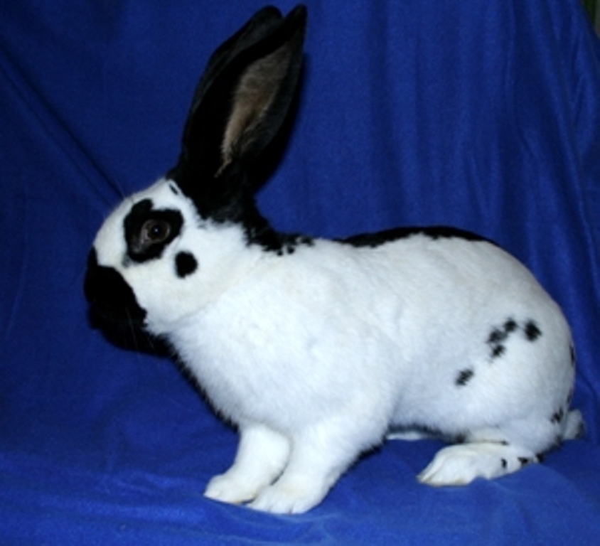 Kaninchen-Zuechterverein